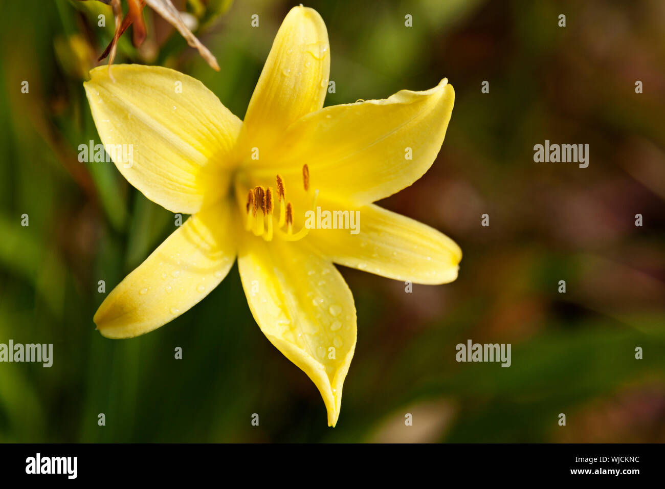 fresh yellow autumn flower with raindrops and sharp stamens and pestils ...