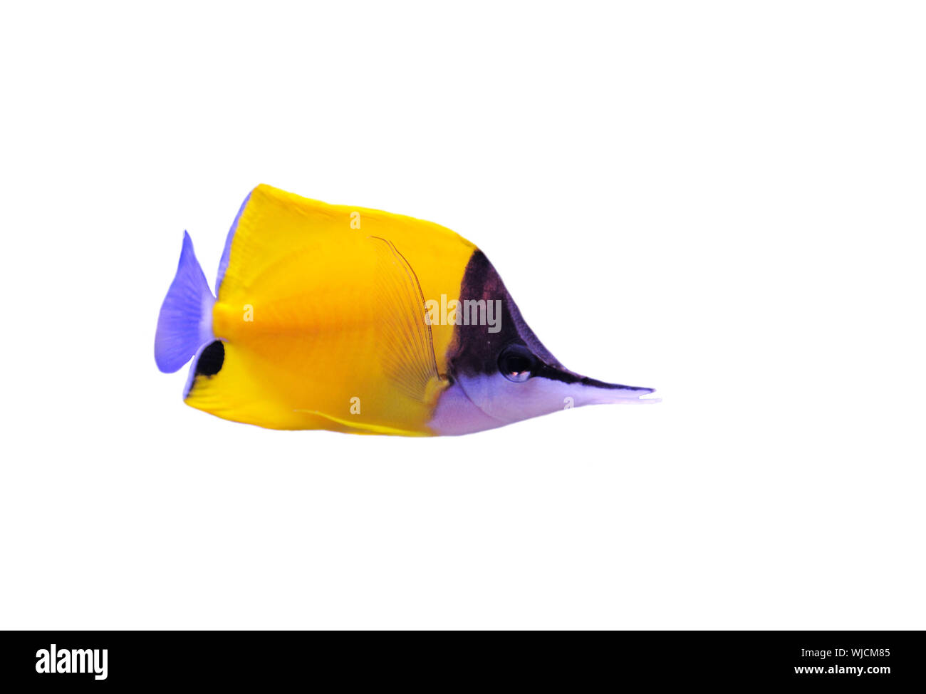 Yellow Longnose Butterflyfish (forcipiger flavissimus) on a white ...