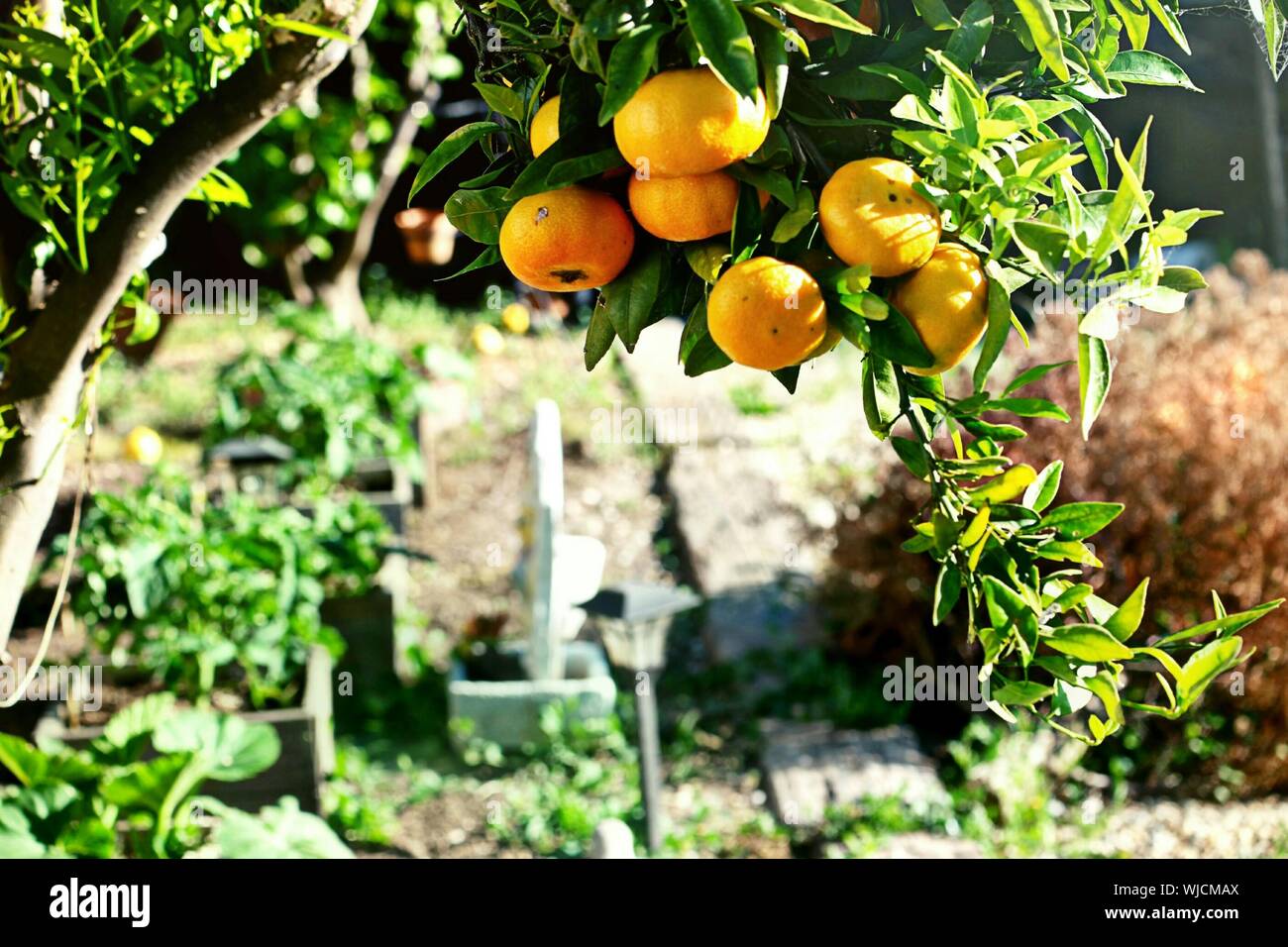 Hanging Fruits High Resolution Stock Photography and Images - Alamy
