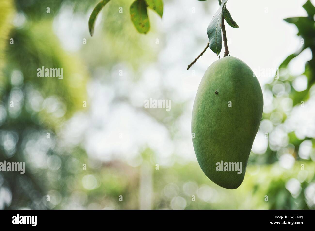 Unripe mango hi-res stock photography and images - Alamy