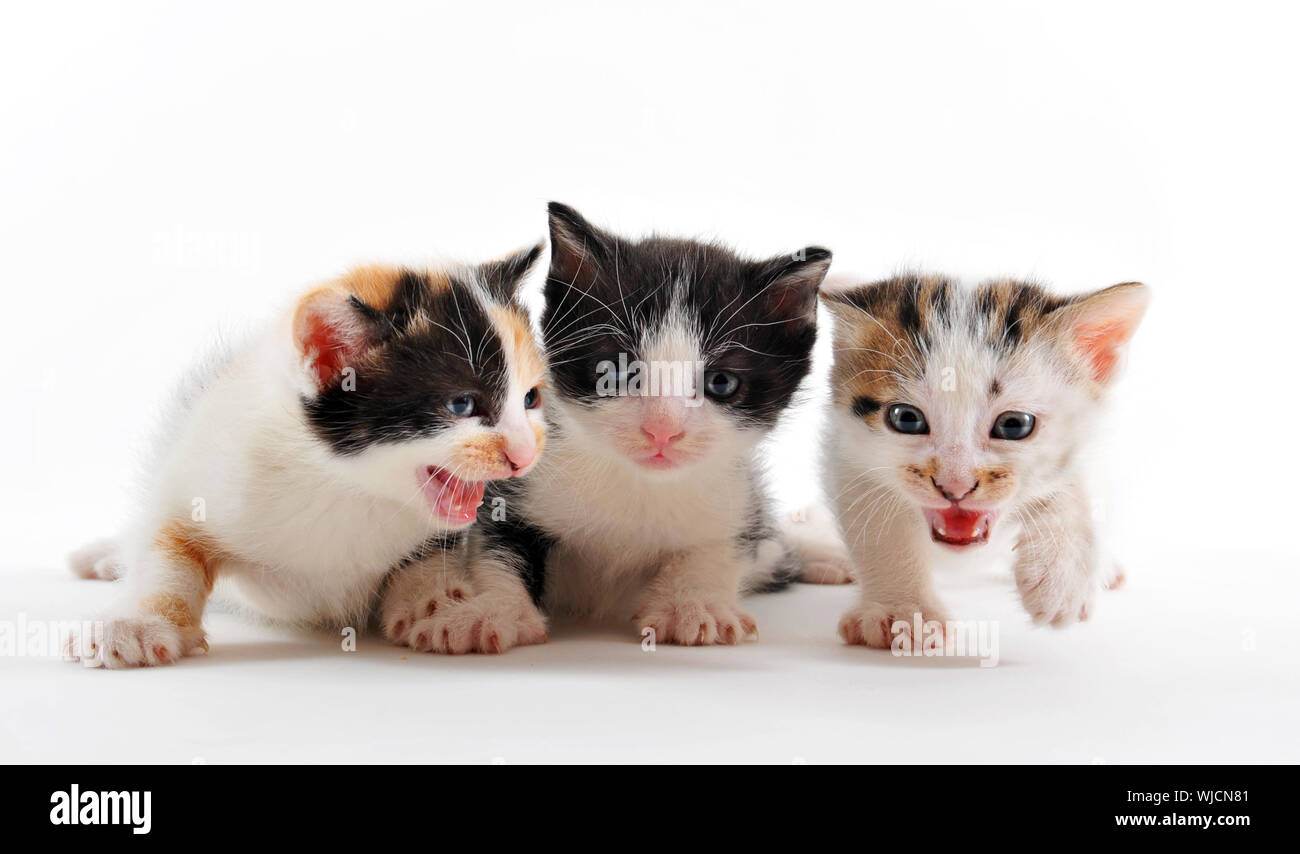 three kitten together on a white background Stock Photo - Alamy