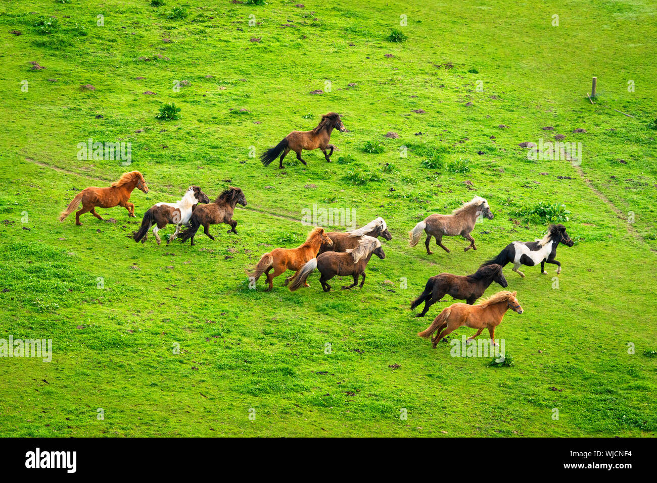 Herd of wild pony horses running on a rural meadow with green grass ...