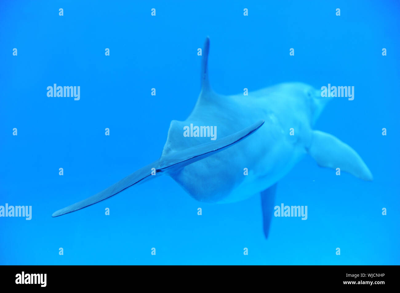 Dolphinaria hi-res stock photography and images - Alamy