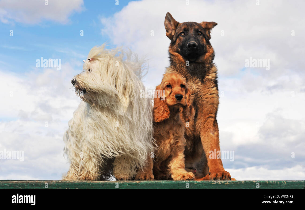 three dogs and puppies sitting on a table Stock Photo - Alamy