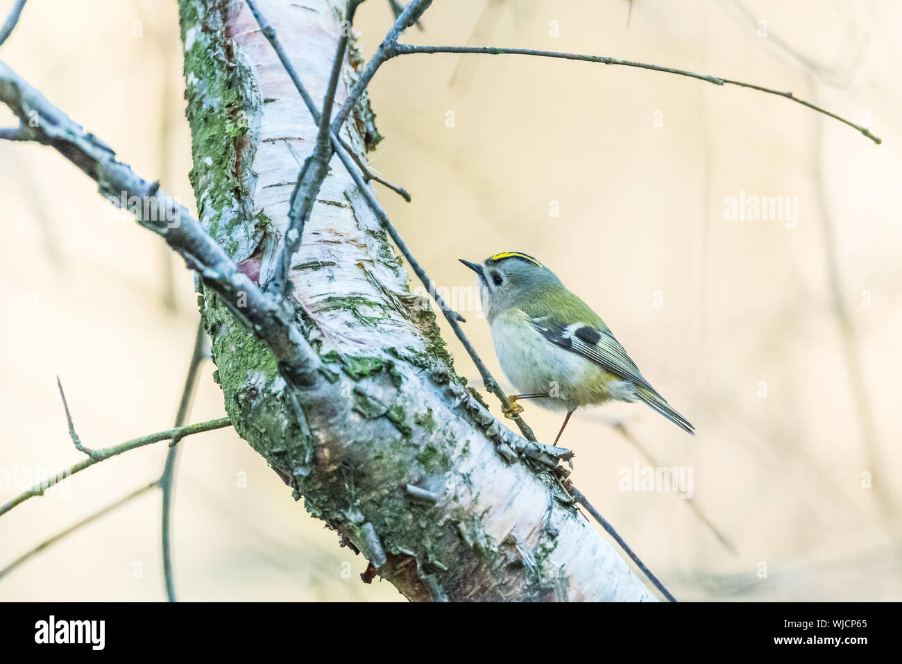 Goldcrest, side view on tree trunk Stock Photo - Alamy
