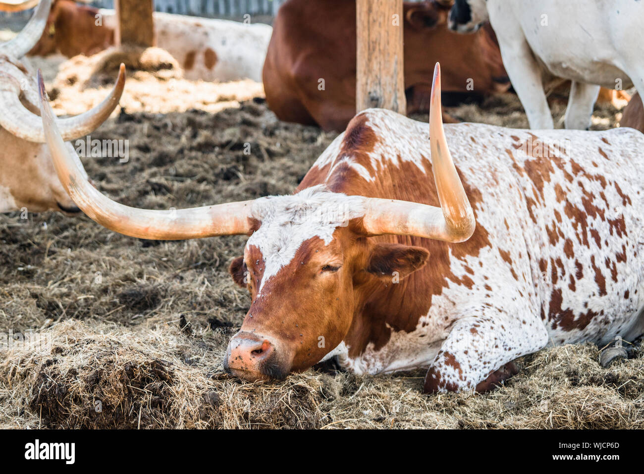Longhorn bull relaxing in a barnyard in the hot summer sun in a rural ...