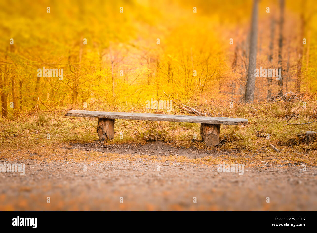 Old bench with a plank in a bright forest in yellow colors in the ...