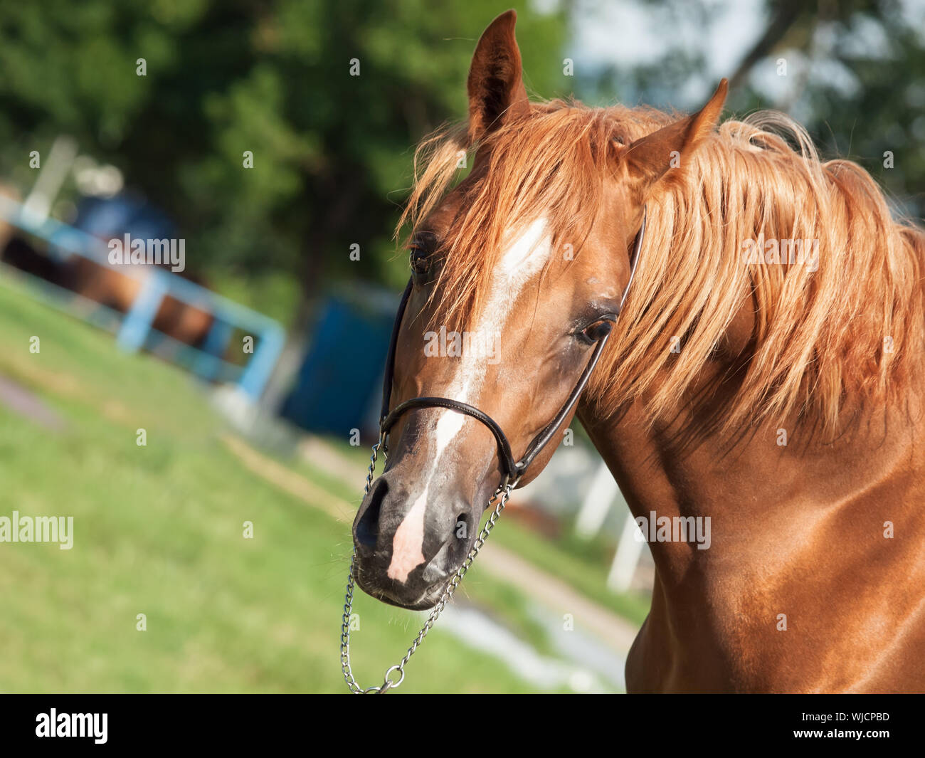 Ranch portrait hi-res stock photography and images - Alamy