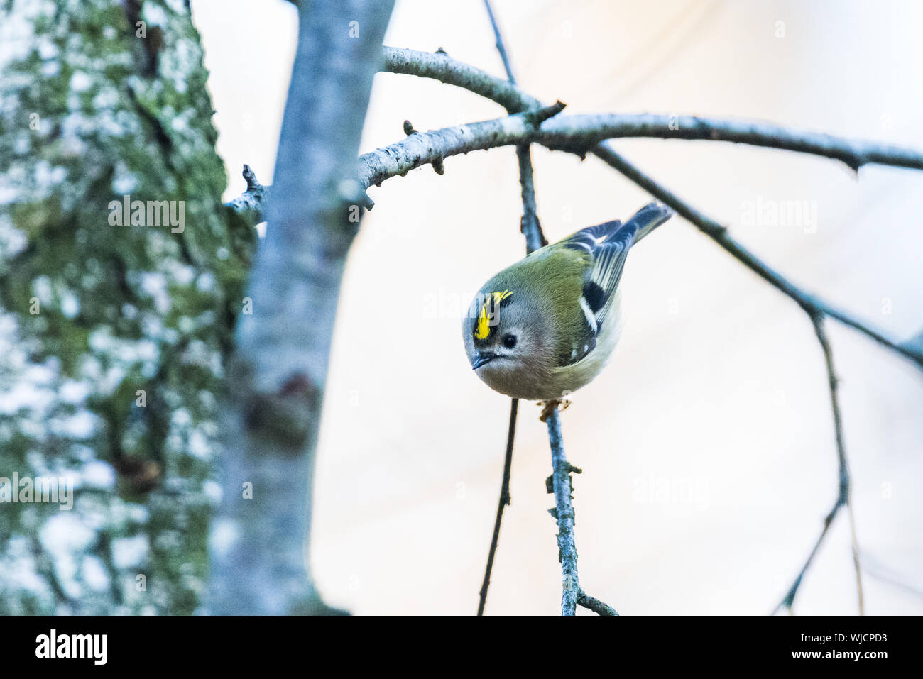 Goldcrest, close view, head on Stock Photo - Alamy