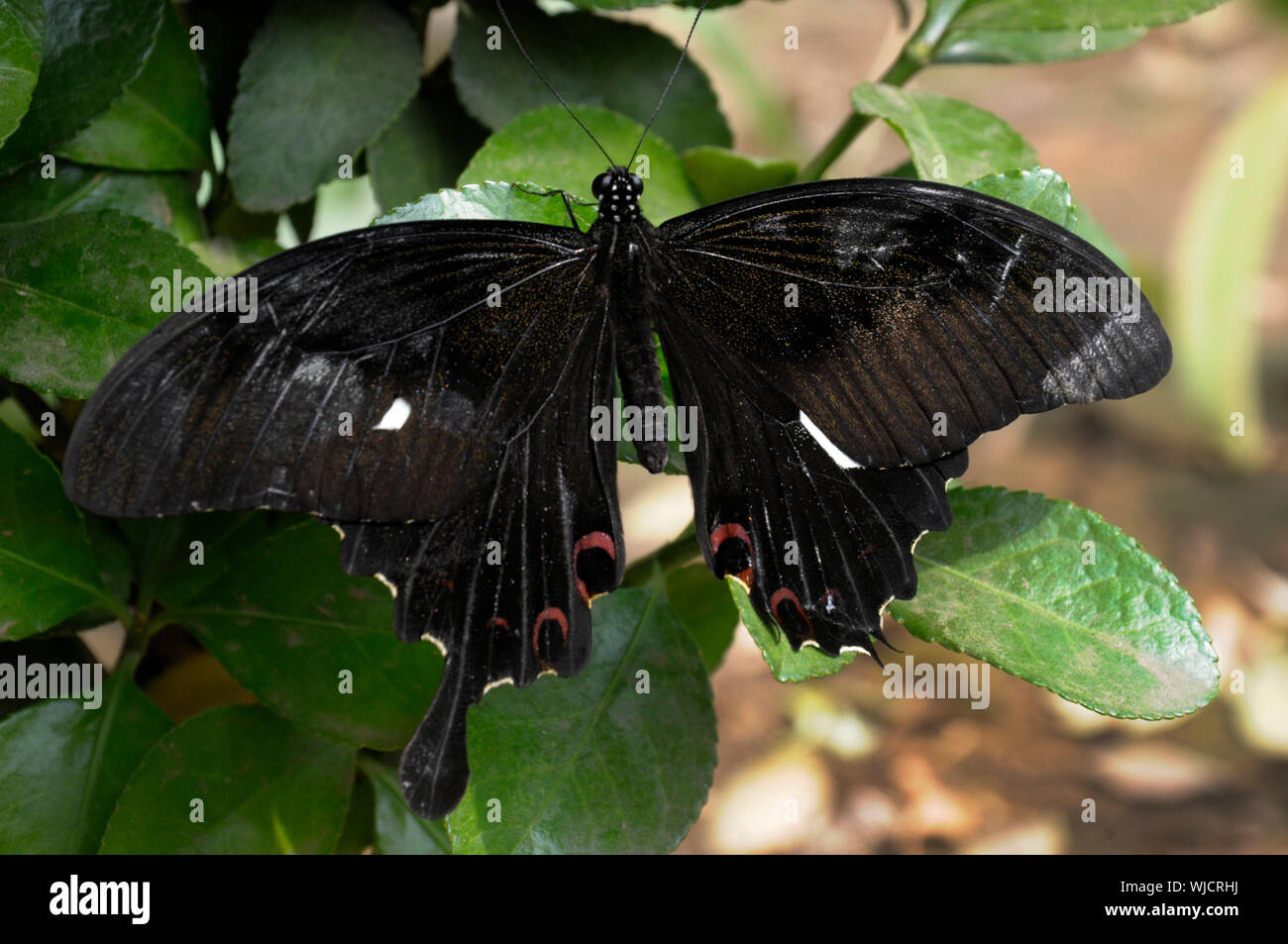 A butterfly stays on a plant at National Flower Park of China in ...