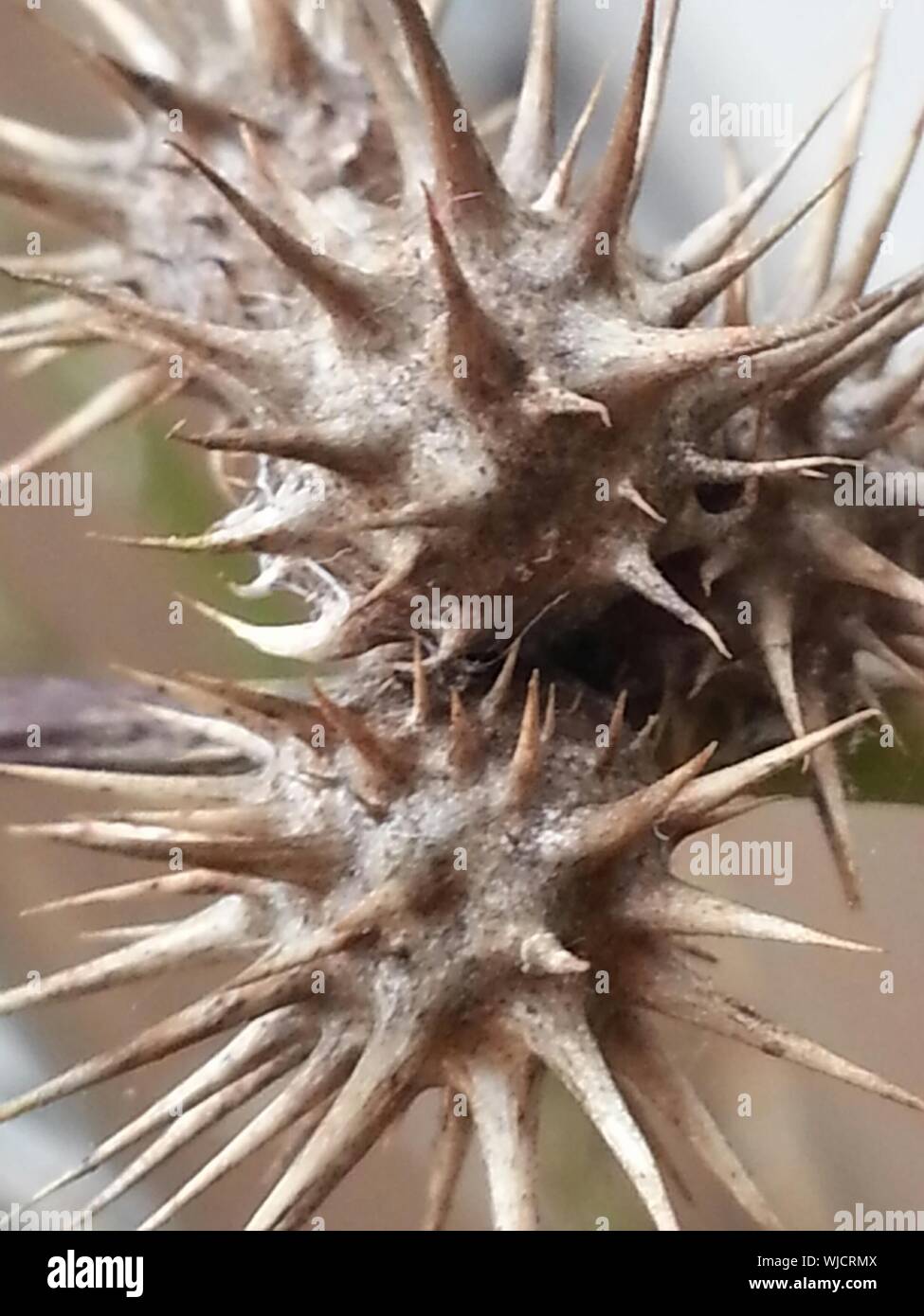 Sharp pod hi-res stock photography and images - Alamy