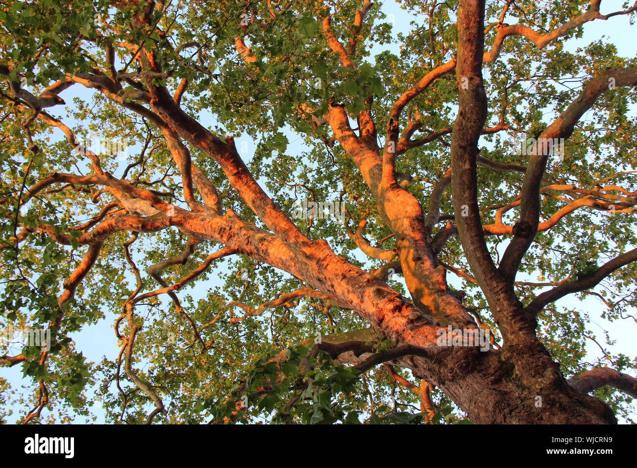tree in bayeux (normandy - france Stock Photo - Alamy