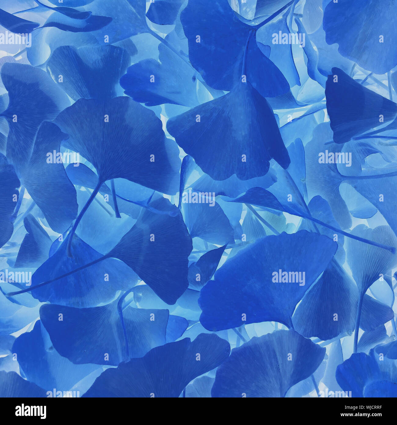 Large blue leaves hi-res stock photography and images - Alamy