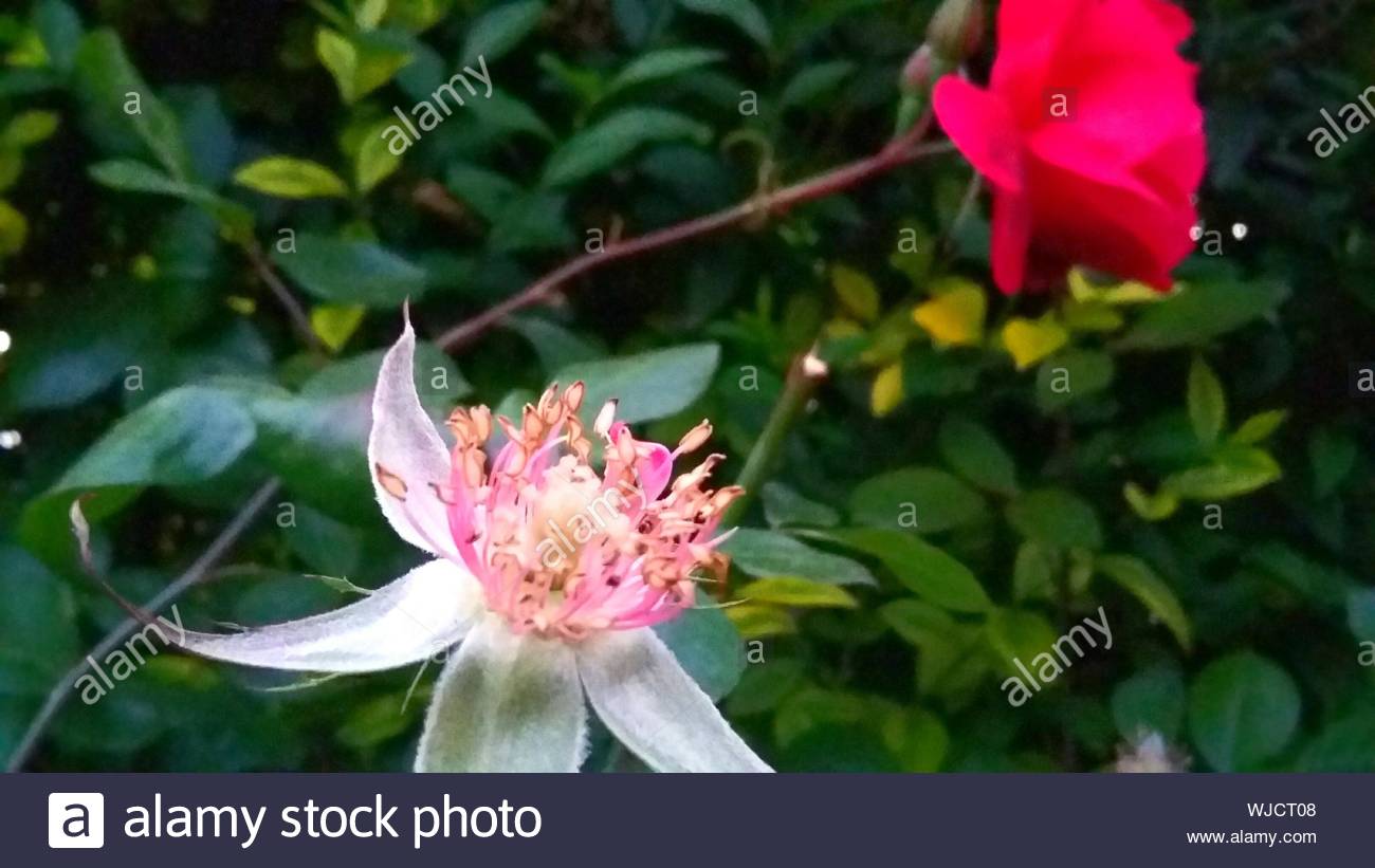 Rose Sepal Stock Photos & Rose Sepal Stock Images - Alamy