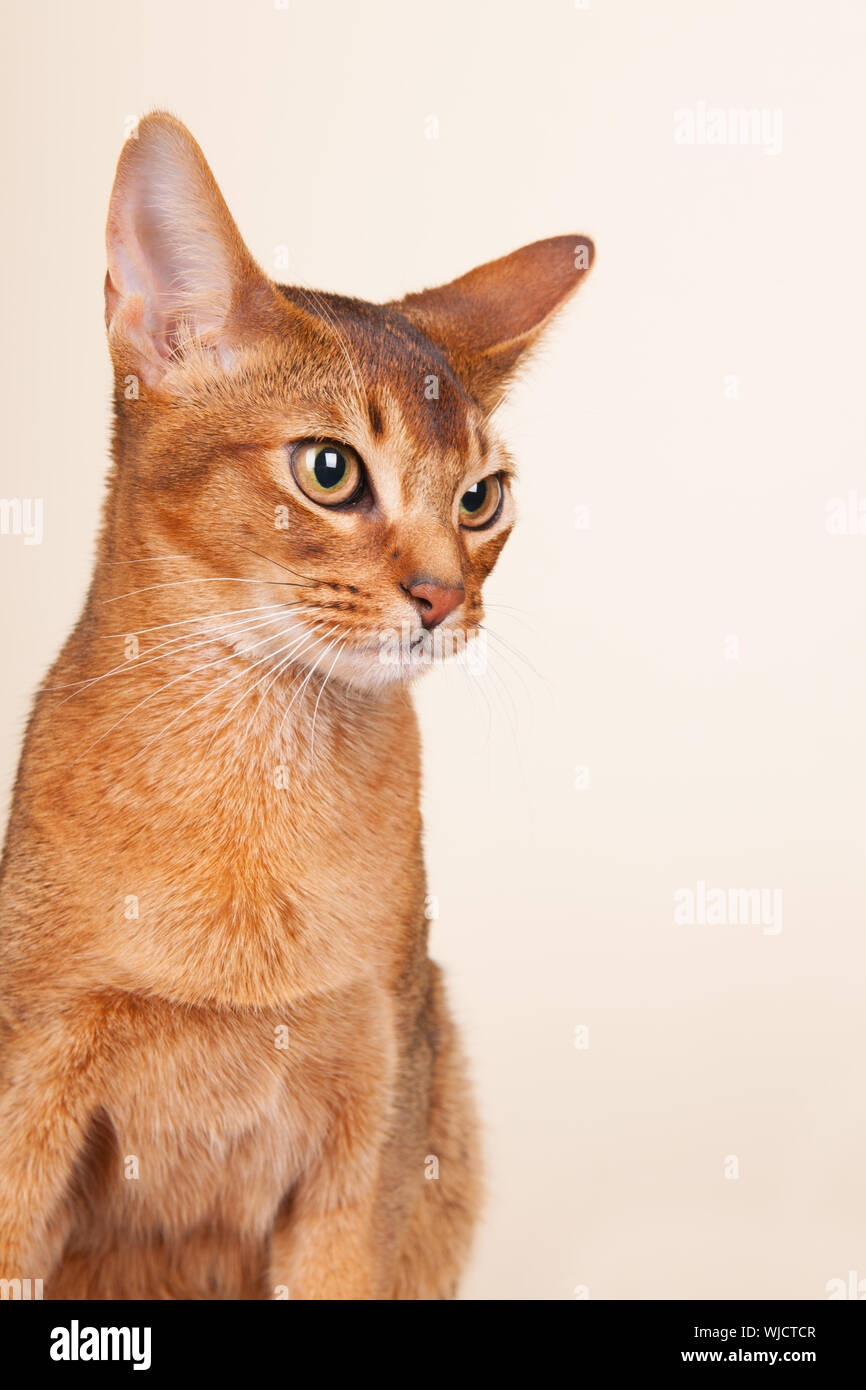 Cream Colored Cat High Resolution Stock Photography and Images - Alamy