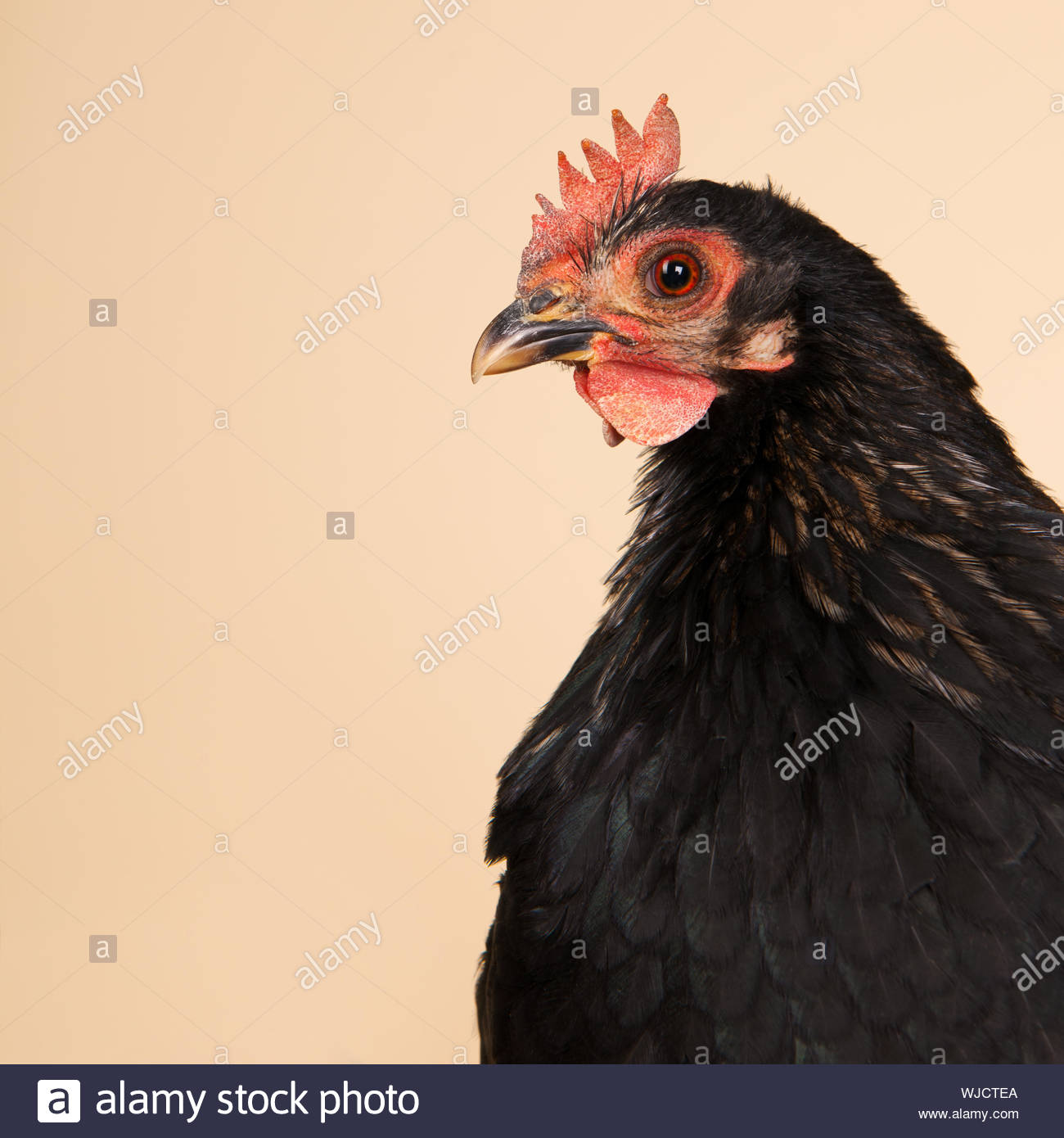 Japanese Bantam Stock Photos & Japanese Bantam Stock Images - Alamy