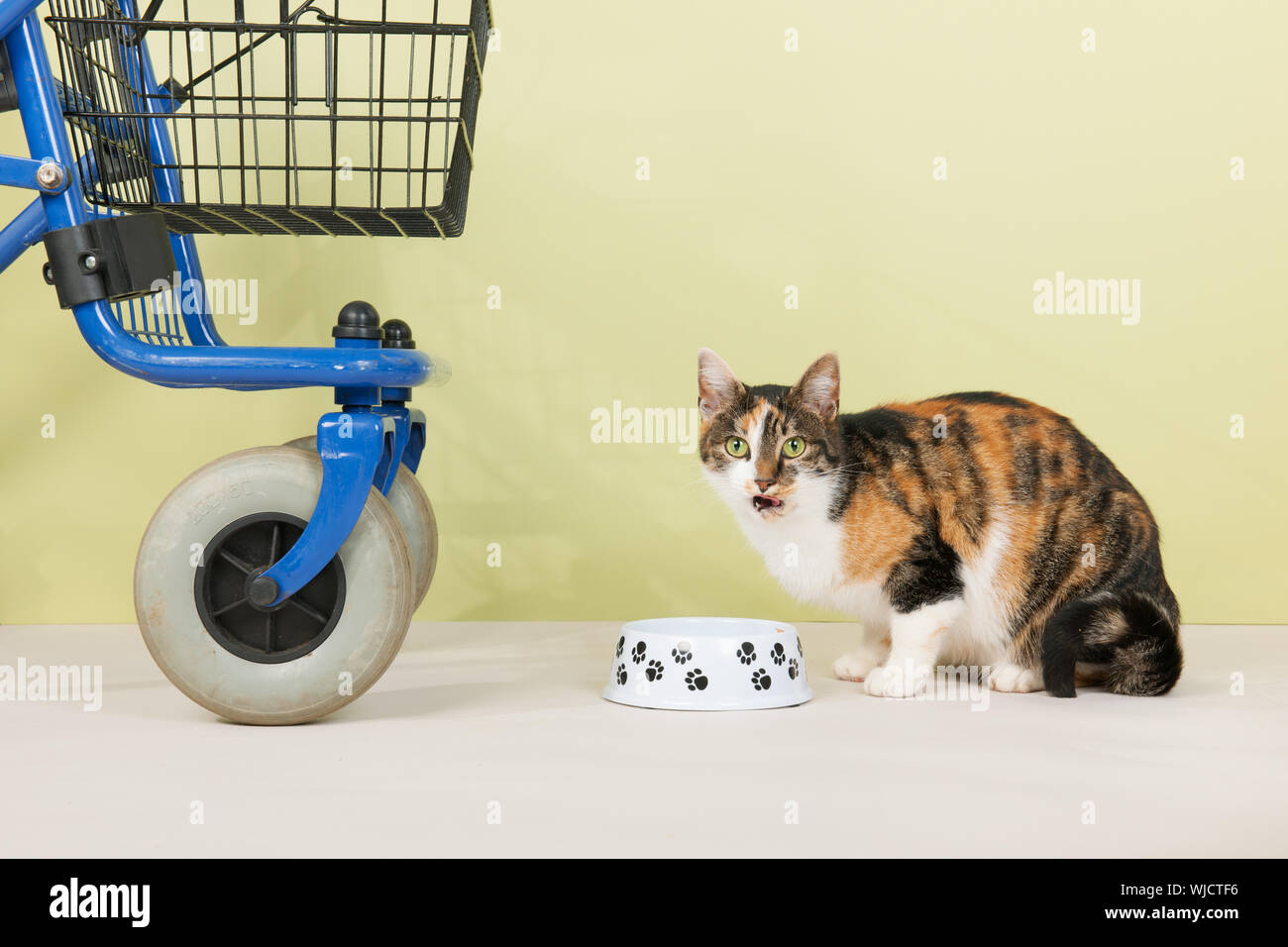 Blue walker with food bowl for pets used by old people with animals at ...