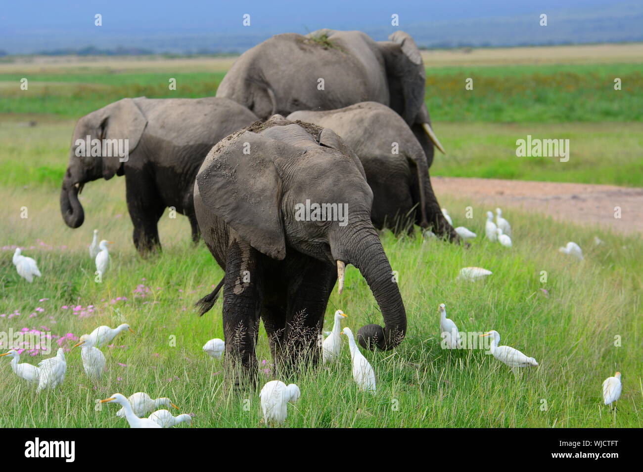 Elephant birds hi-res stock photography and images - Alamy