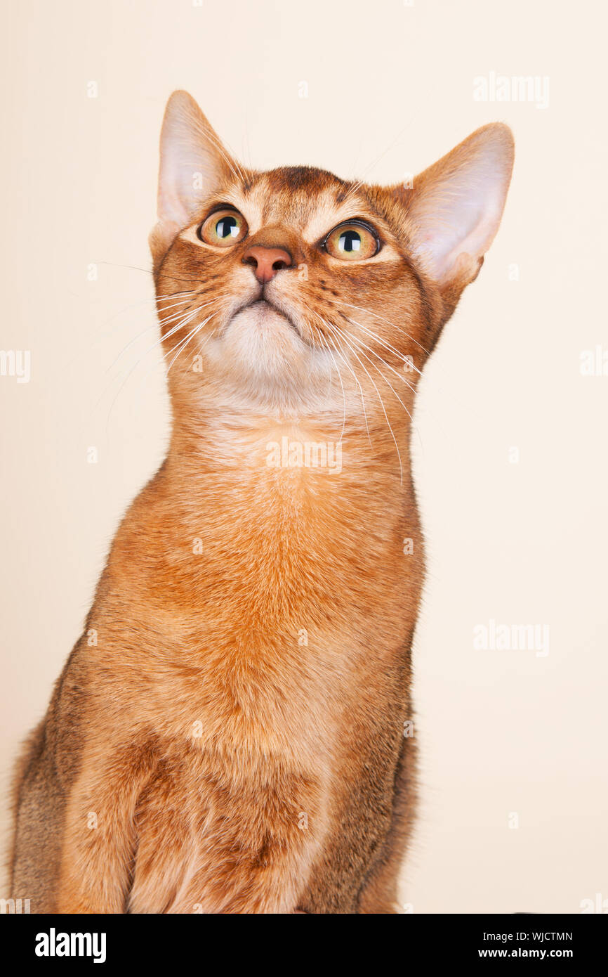 Cream Abyssinian Cat