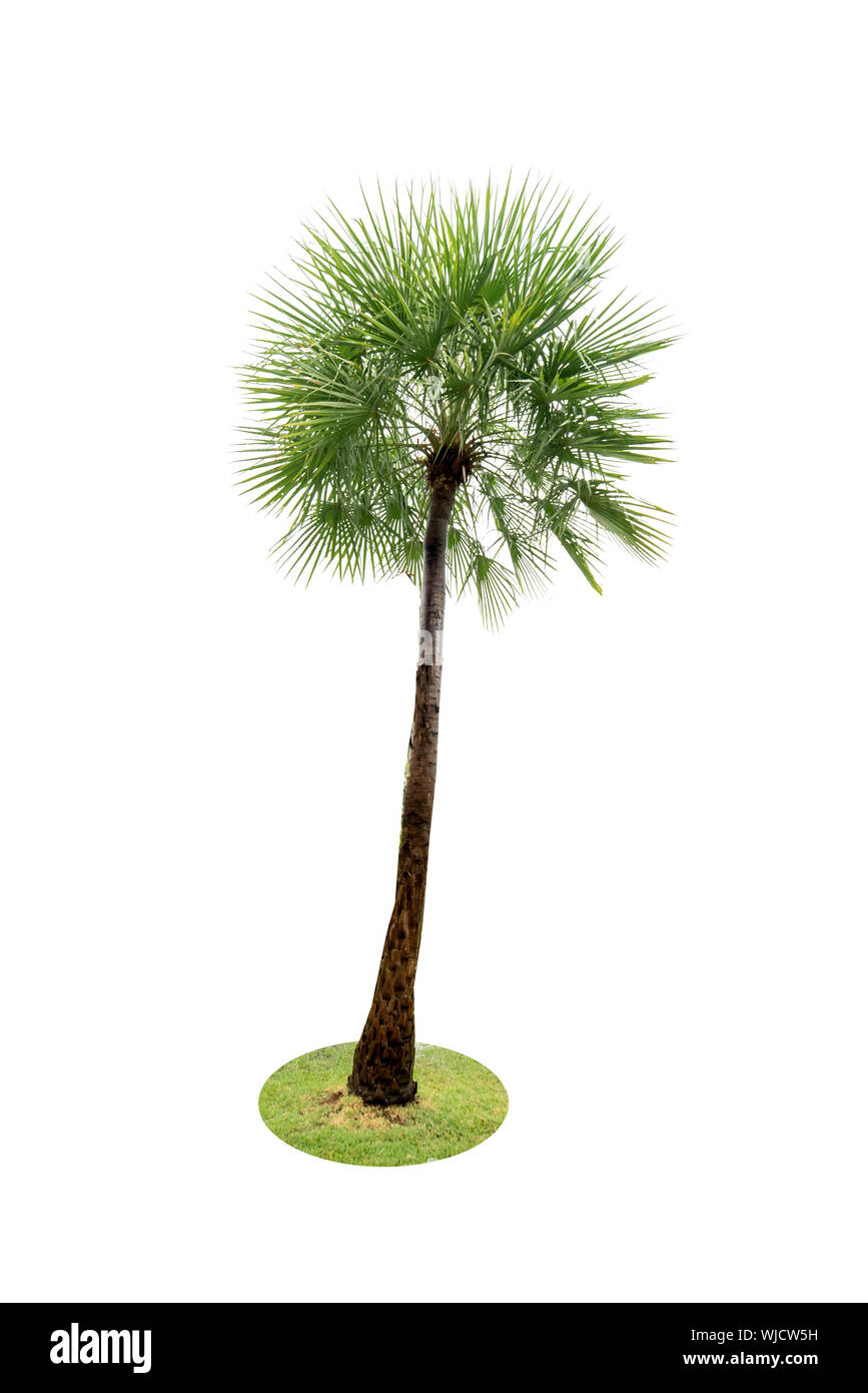 Plam_tree hi-res stock photography and images - Alamy