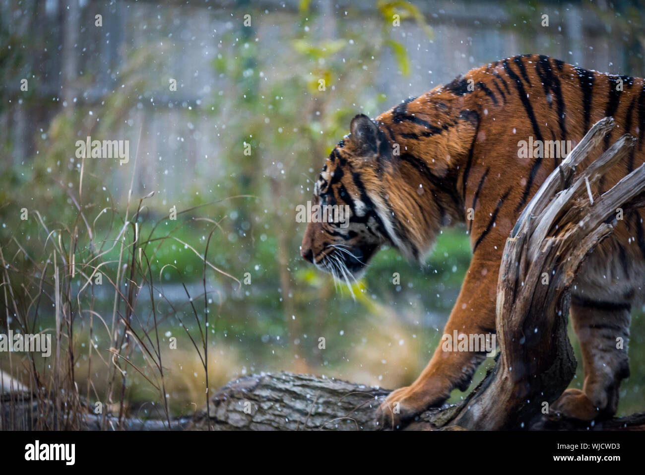 Zoo winter hi-res stock photography and images - Alamy