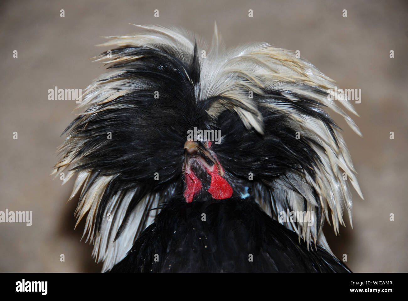 cute miniature rooster of purebred "hollandaise chicken Stock Photo - Alamy