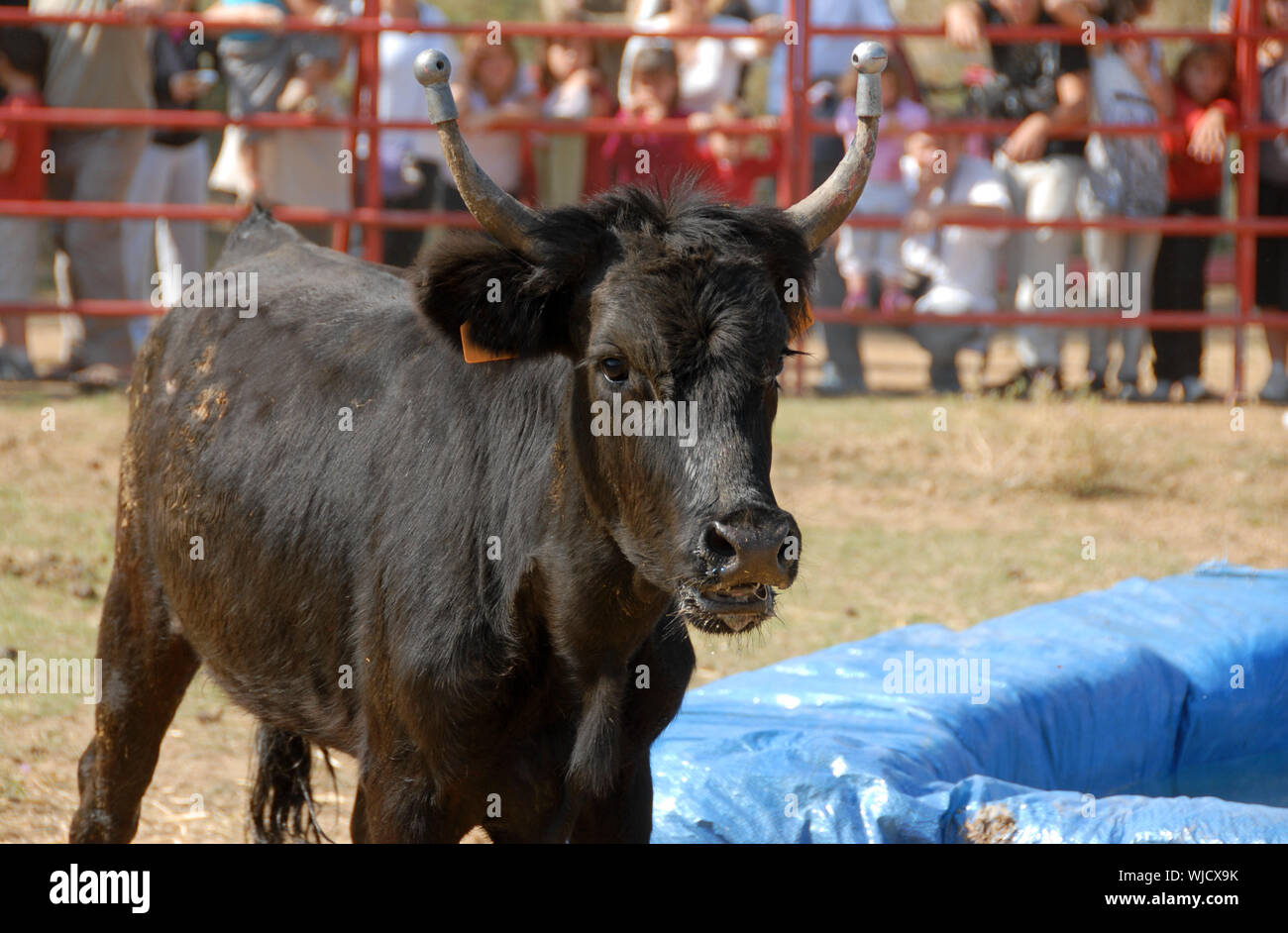 Cow swimming pool hi-res stock photography and images - Alamy
