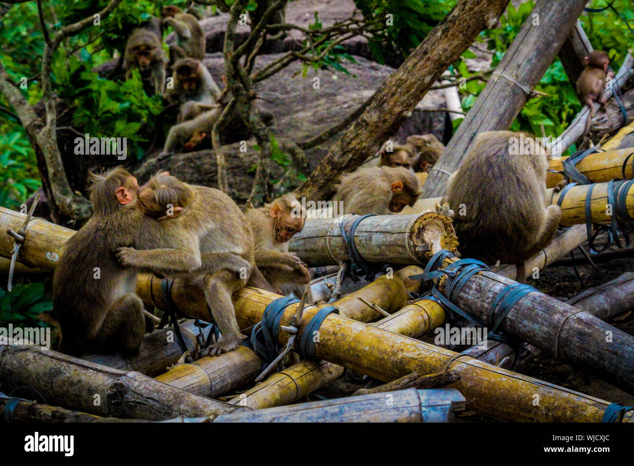 Monkeys protection hi-res stock photography and images - Alamy