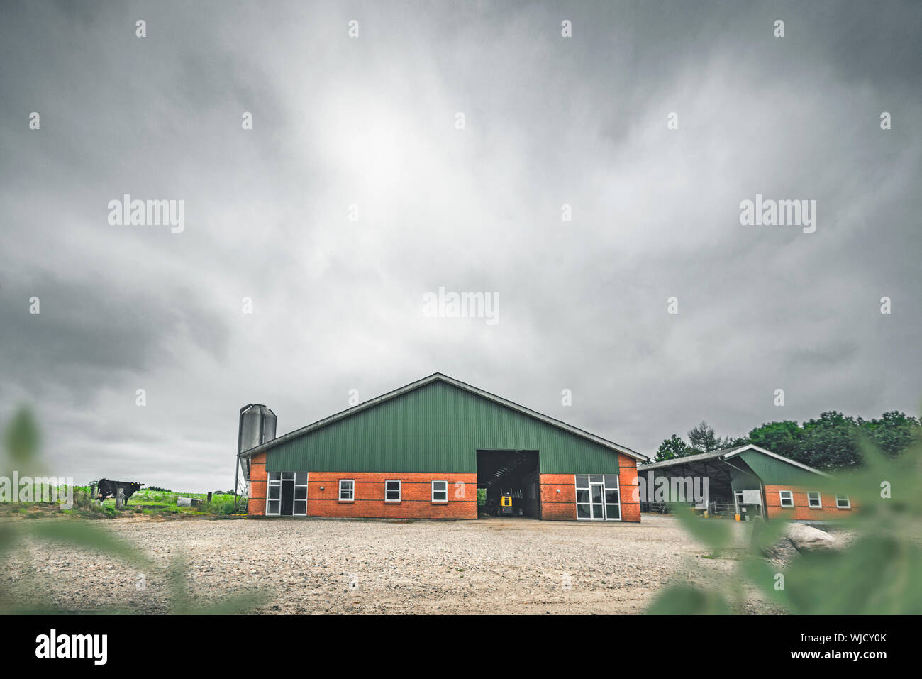 Cow standing red barn hi-res stock photography and images - Alamy