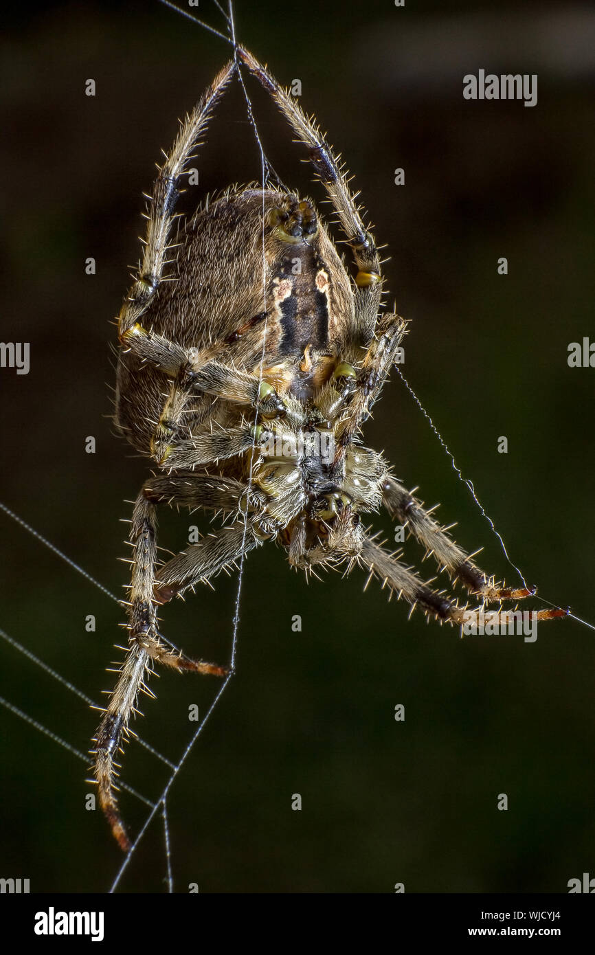 Spider staring on its web Stock Photo - Alamy