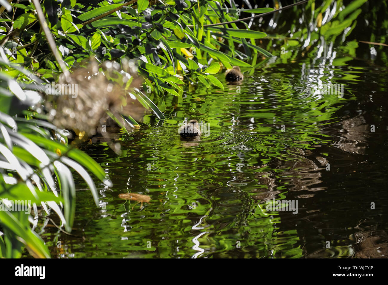 People ducking hi-res stock photography and images - Alamy