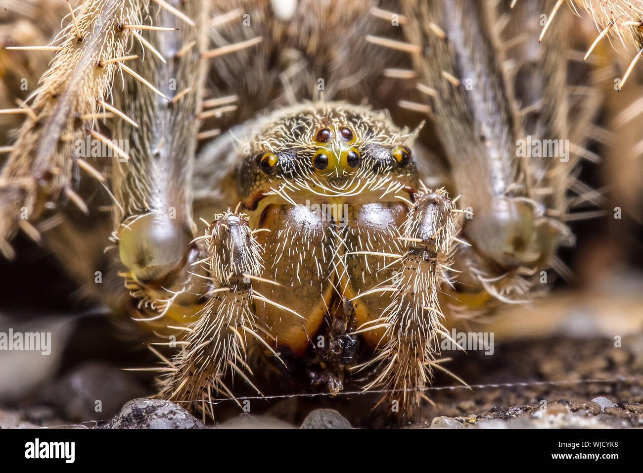Macro photography of a spider Stock Photo - Alamy