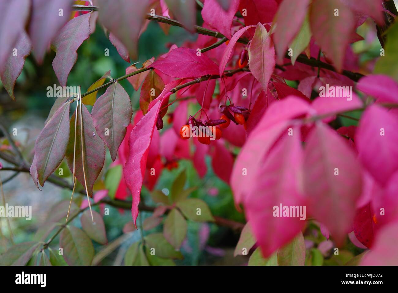 Pink leaves tree hi-res stock photography and images - Alamy