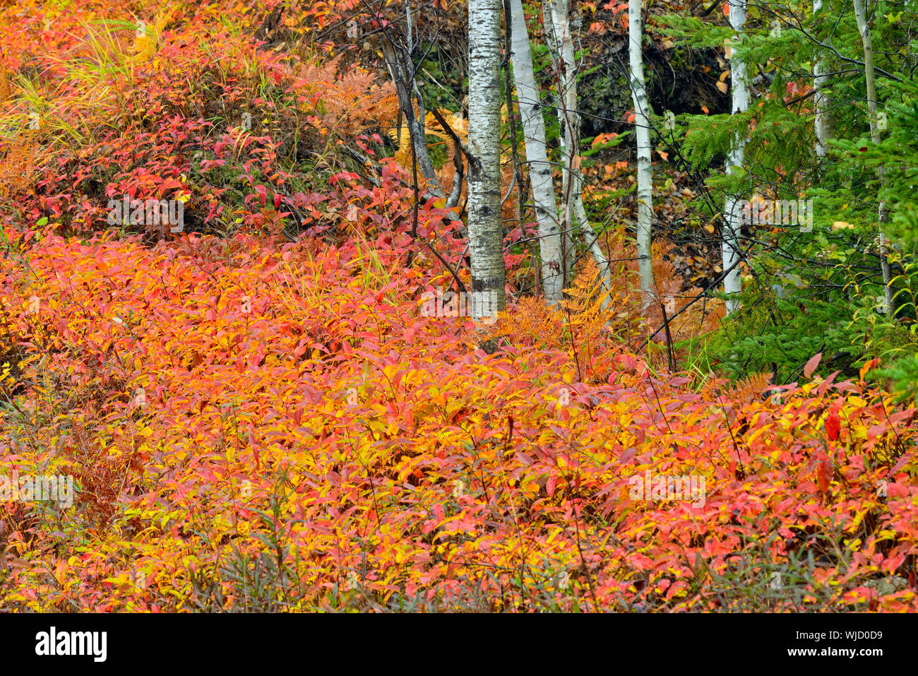 Young aspen trees hi-res stock photography and images - Alamy
