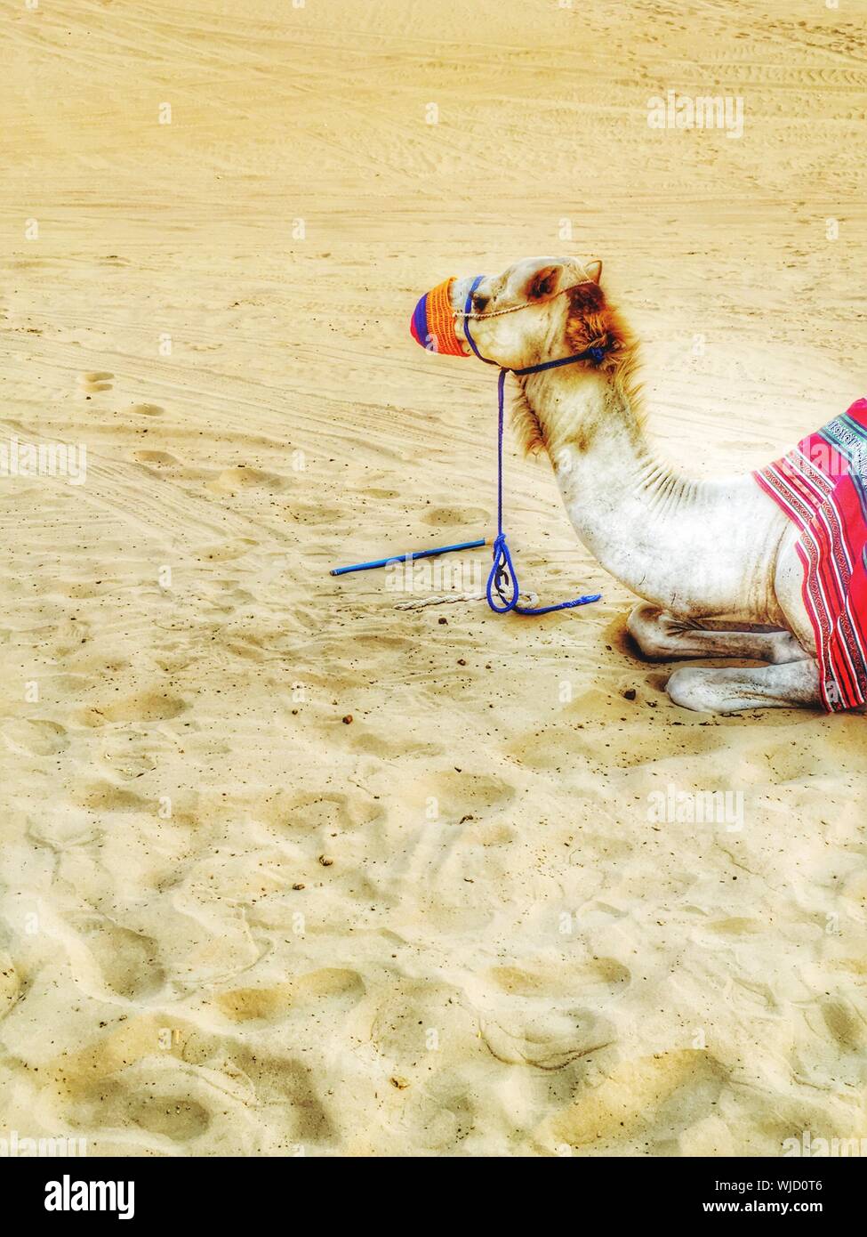 Camel footprint hi-res stock photography and images - Alamy