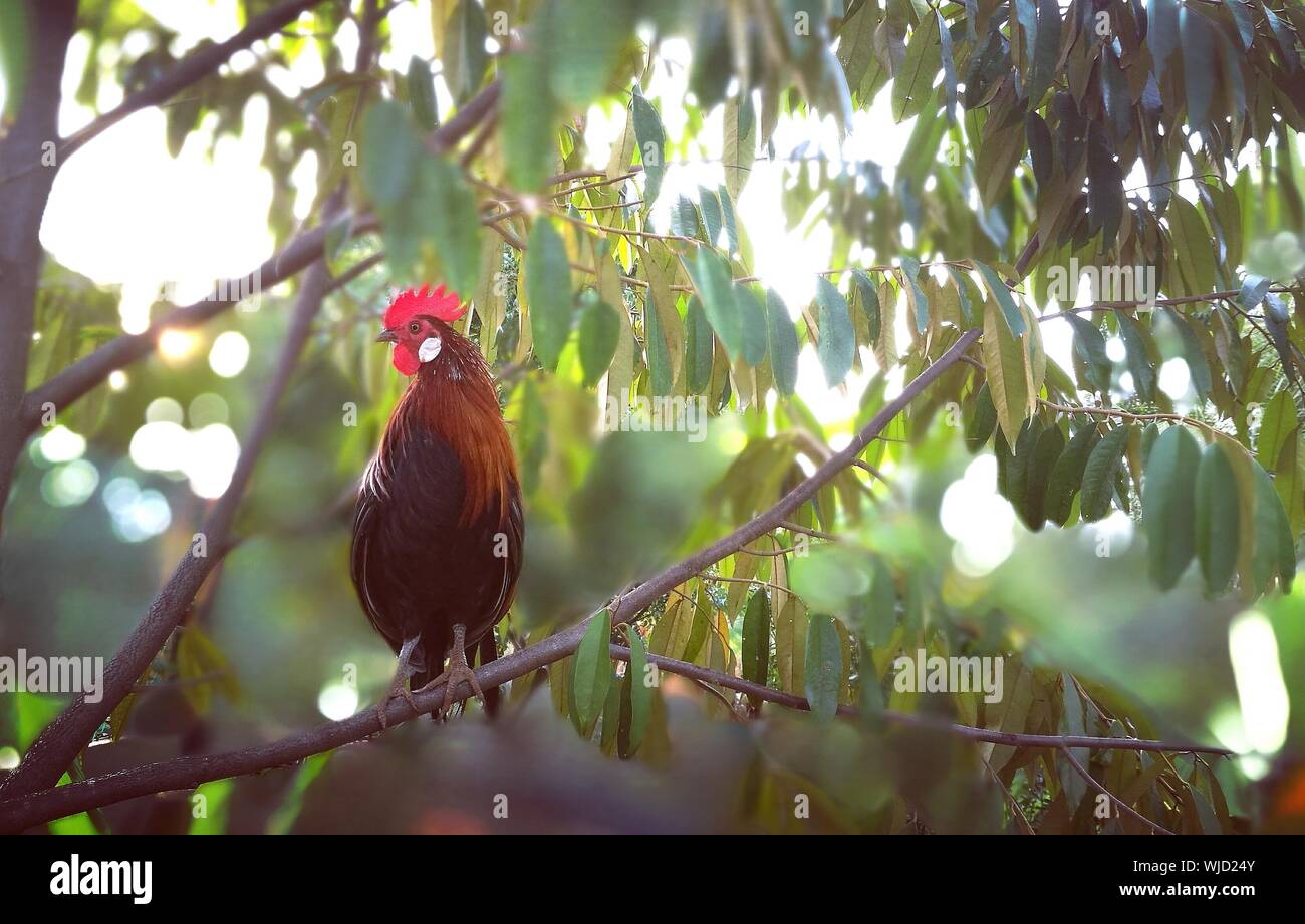 Chicken branch hi-res stock photography and images - Alamy