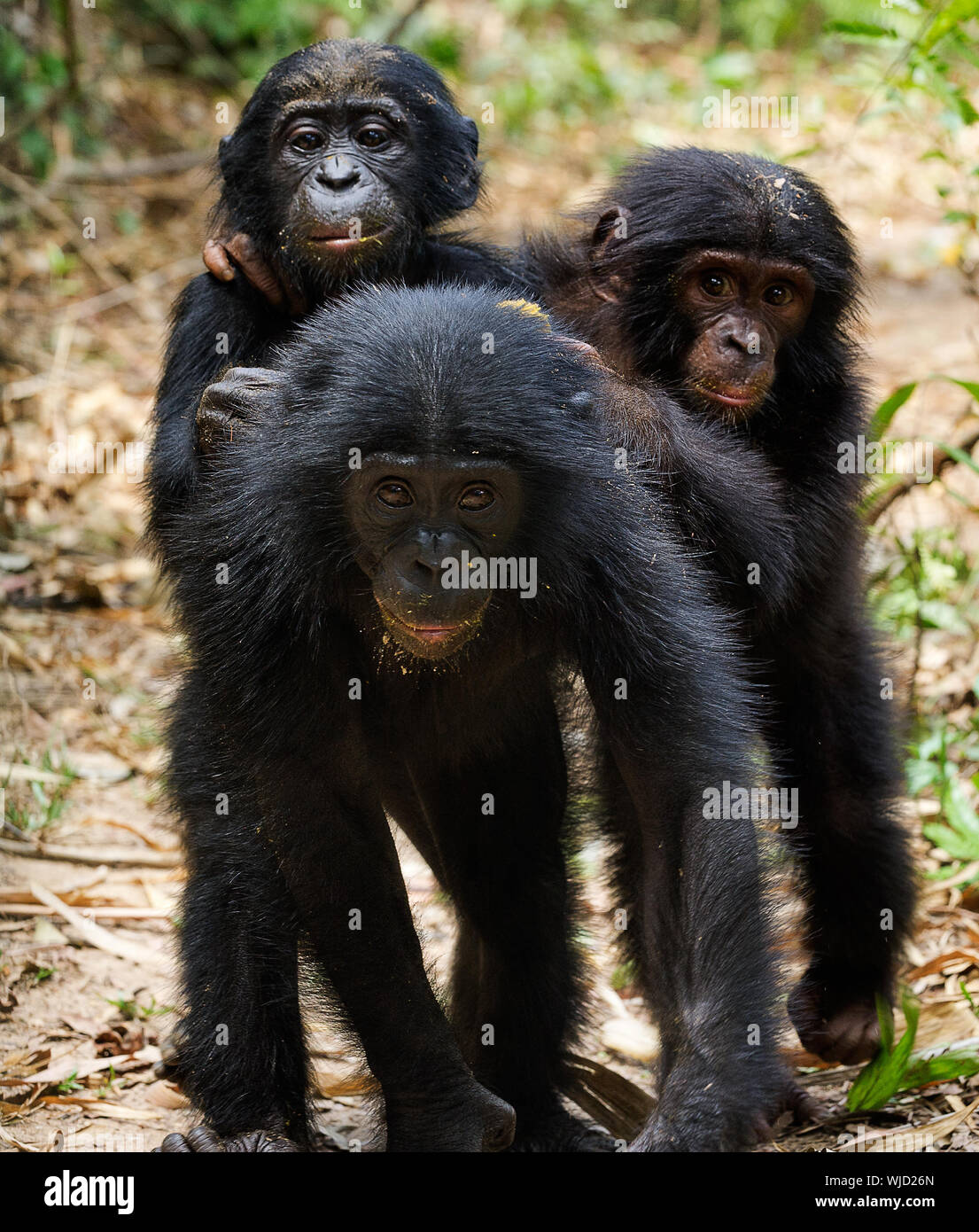 Three cubs of Chimpanzee bonobo ( Pan paniscus). Democratic Republic of ...