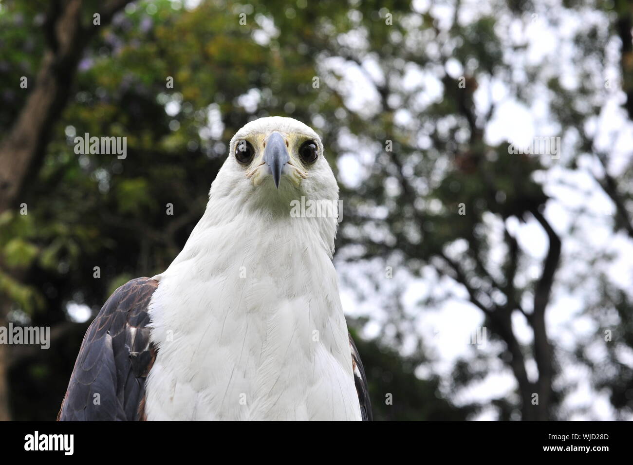 The African Fish Eagle (Haliaeetus vocifer) Portrait of an African Fish ...