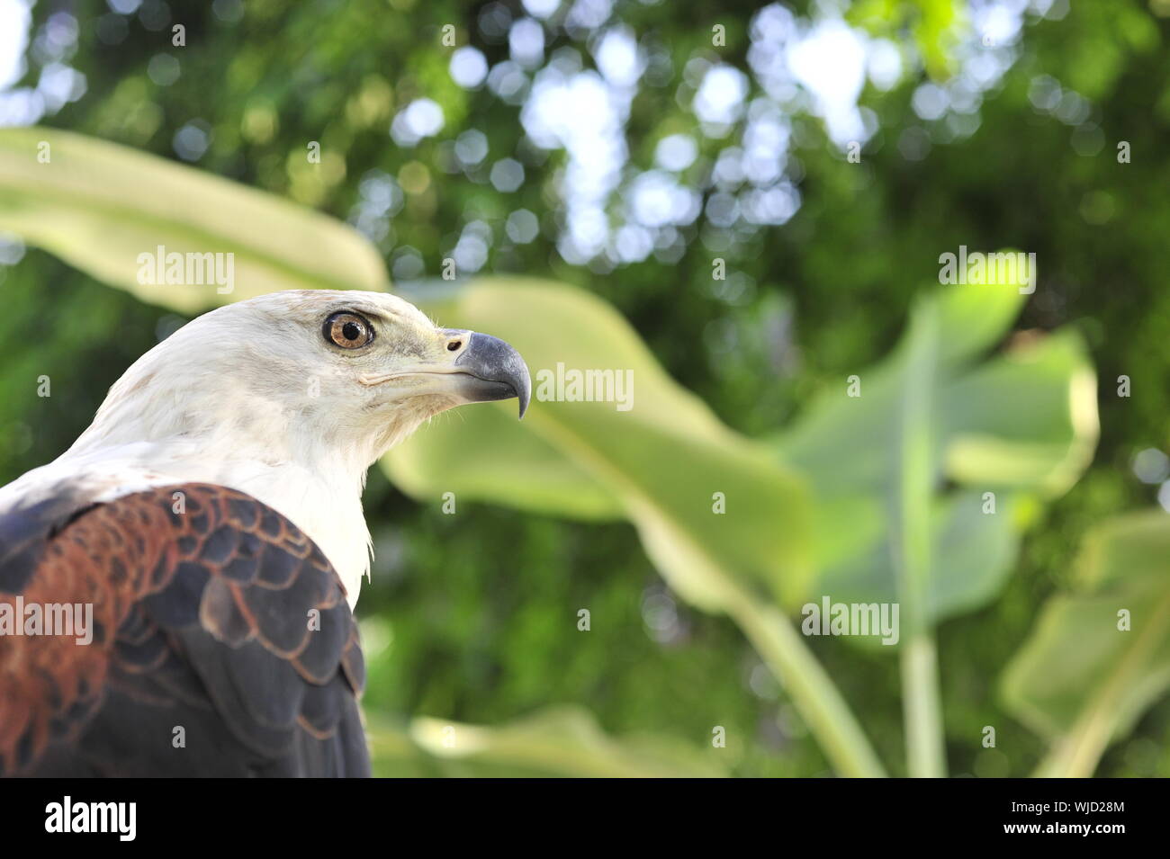 The African Fish Eagle (Haliaeetus vocifer) Portrait of an African Fish ...