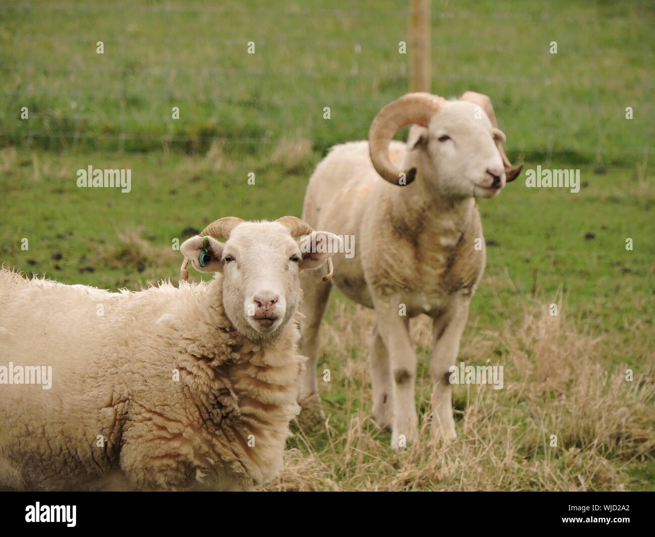 Rams are horned hi-res stock photography and images - Alamy