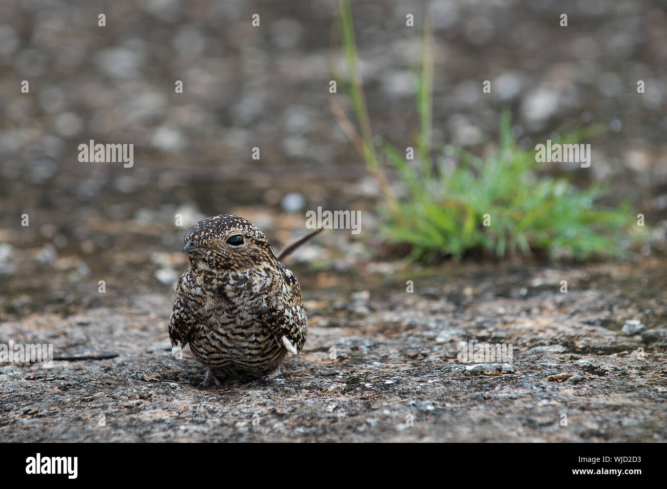 Cuban Nightjar (Caprimulgus cubanensis) Antrostomus cubanensis Stock ...