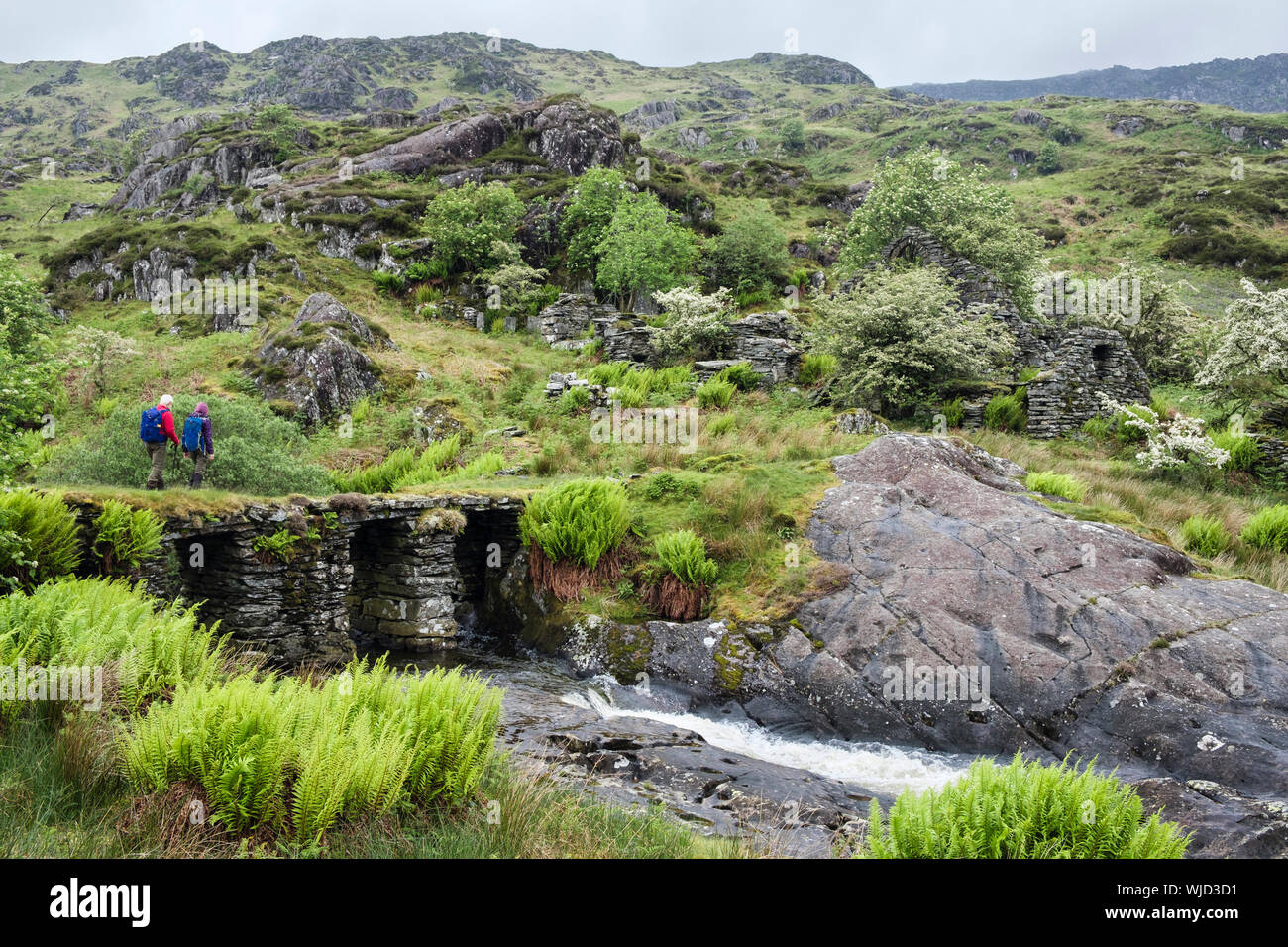 Two people walking across stone slab bridge over Afon Lledr to ruined ...