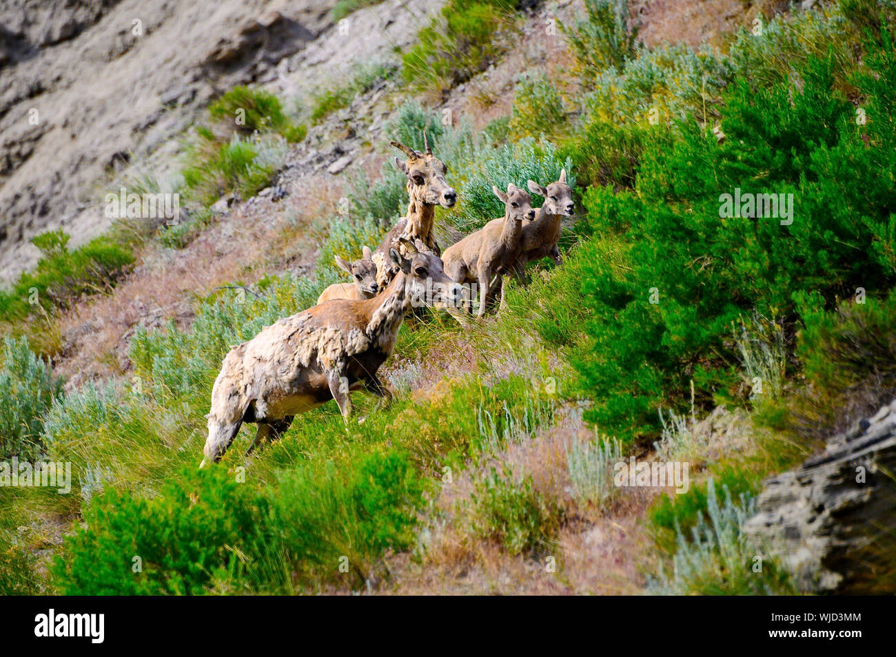 US National Park Series - Yellowstone Stock Photo - Alamy