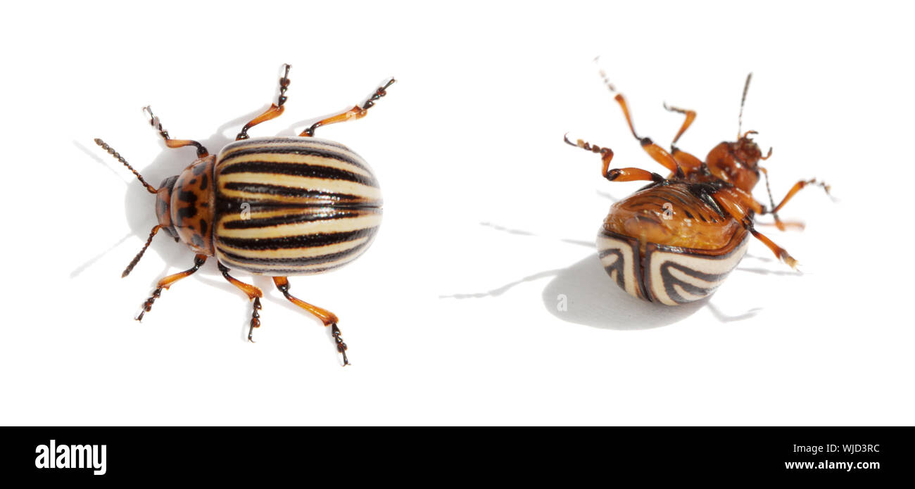 Two Colorado bugs. Live and dead. Isolated on white background Stock ...