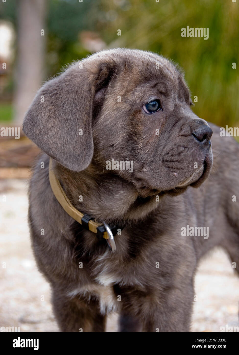 Blue Italian Mastiff Cane Corso
