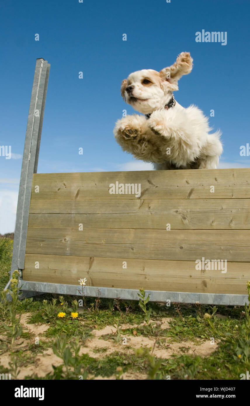 training in agility of a purebred american cocker Stock Photo - Alamy
