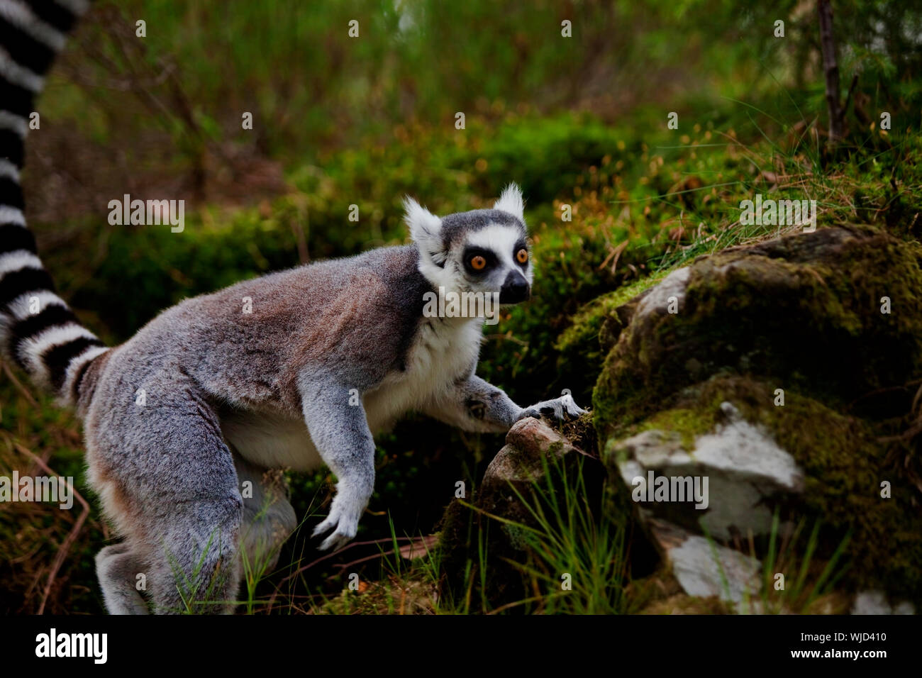 A ring-tailed lemur in the wild at night time Stock Photo - Alamy
