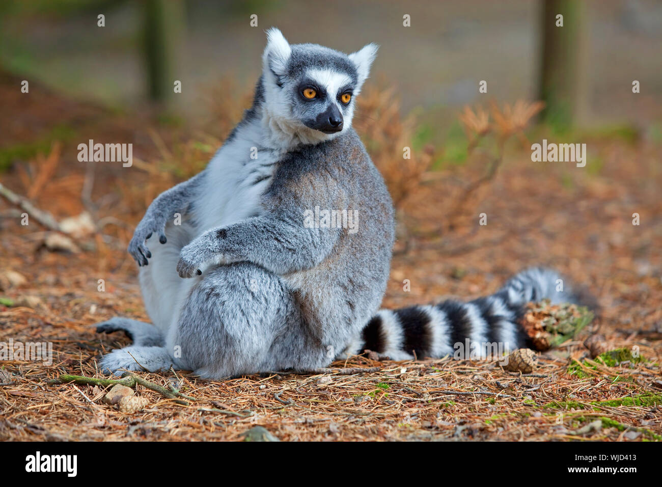 A ring-tailed lemur relaxing in the forrest Stock Photo - Alamy