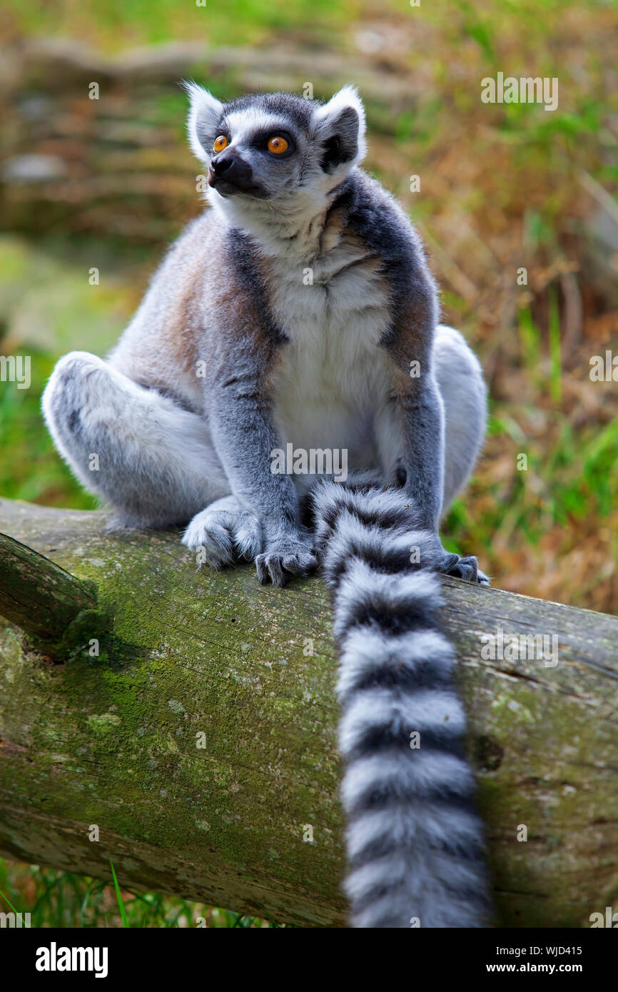 A ring-tailed lemur relaxing in the forrest Stock Photo - Alamy