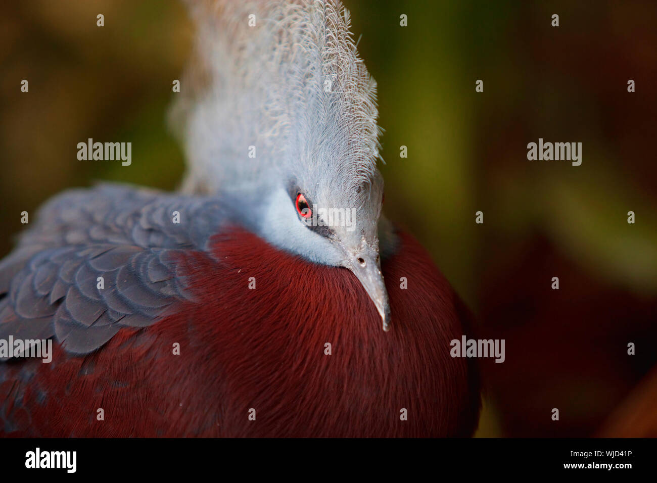 Southern Crowned Pigeon in the wild, Indonesia Stock Photo - Alamy